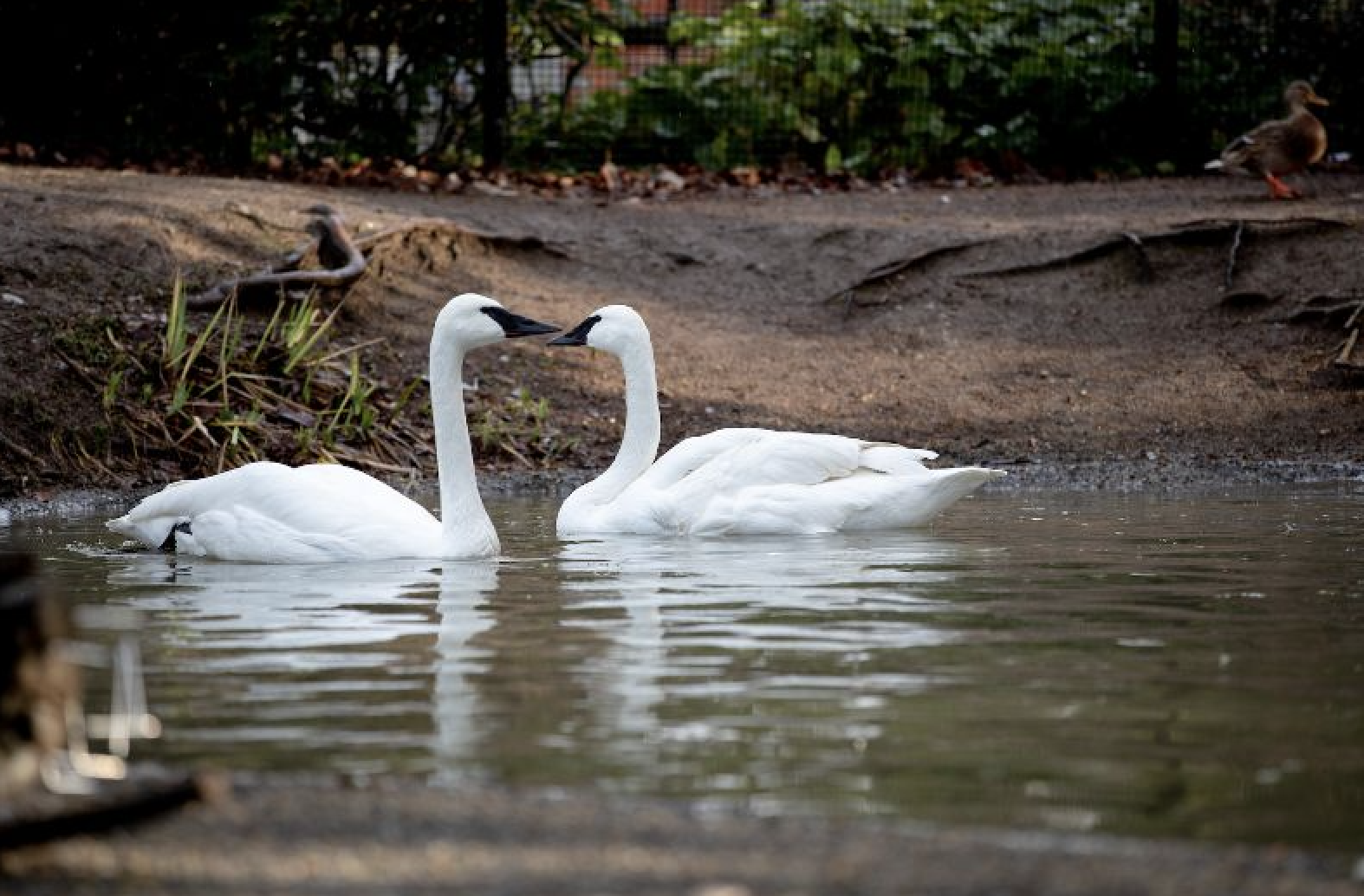 Injured wild trumpeter swan finds new home and love at the zoo ...